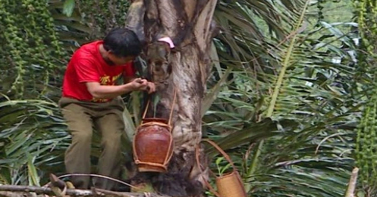 Unusual job: 'Peeling' tree trunks to collect wine