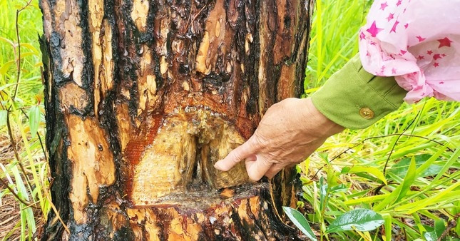 Hundreds of pine trees poisoned in Lam Dong Province