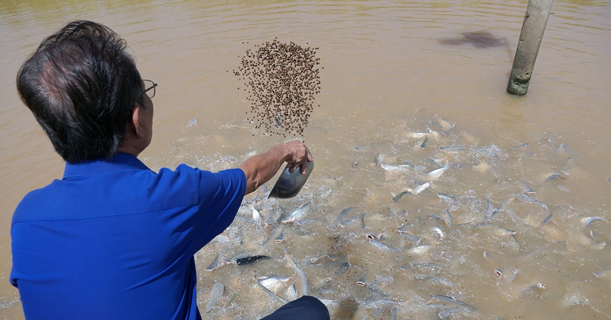 Mekong Delta man feeds thousands of freshwater fish as if they are his pets