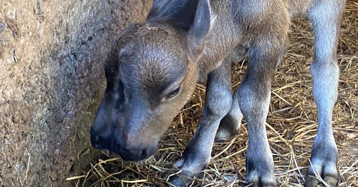 Độc lạ nghé con 2 miệng, 2 mũi, 2 lưỡi ở Quảng Nam
