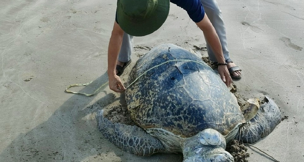 Vích biển quý hiếm nặng 85kg chết dạt vào bờ, nghi bị giết lấy trứng