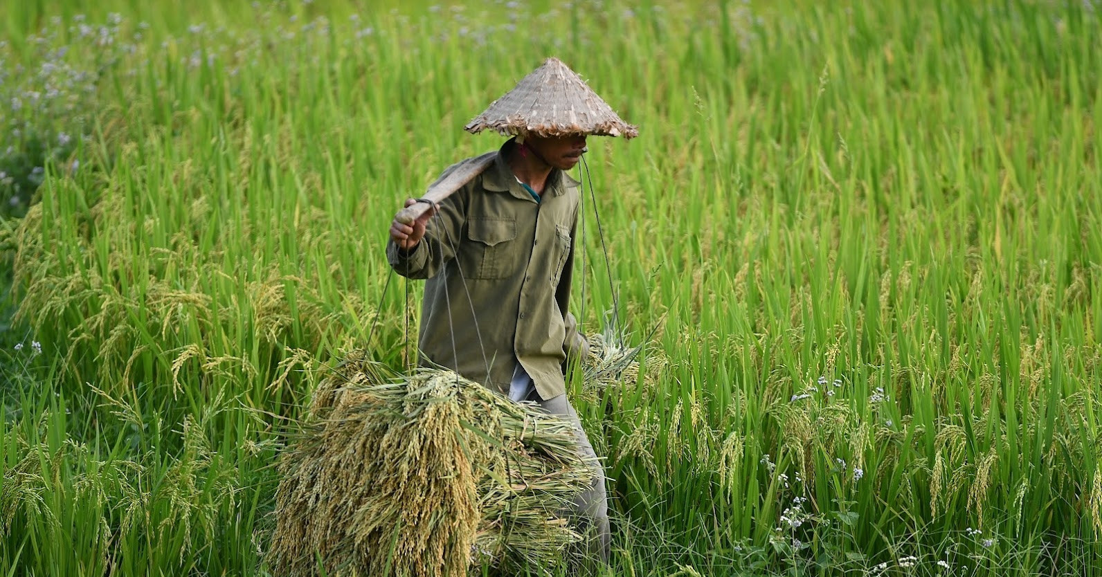 VN takes full advantage of rice-price hike to boost exports
