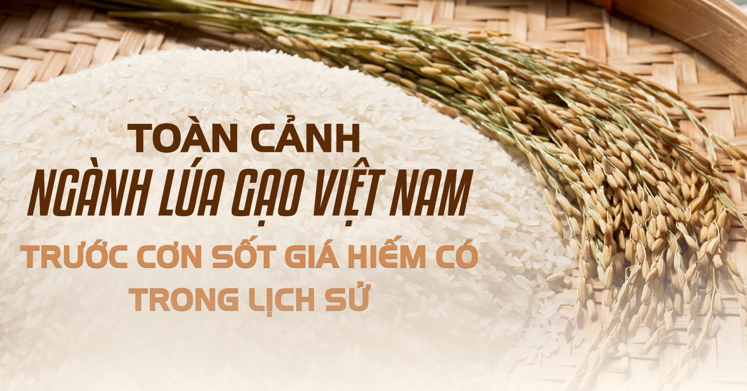 Toàn cảnh ngành lúa gạo Việt Nam trước cơn sốt giá hiếm có trong lịch sử