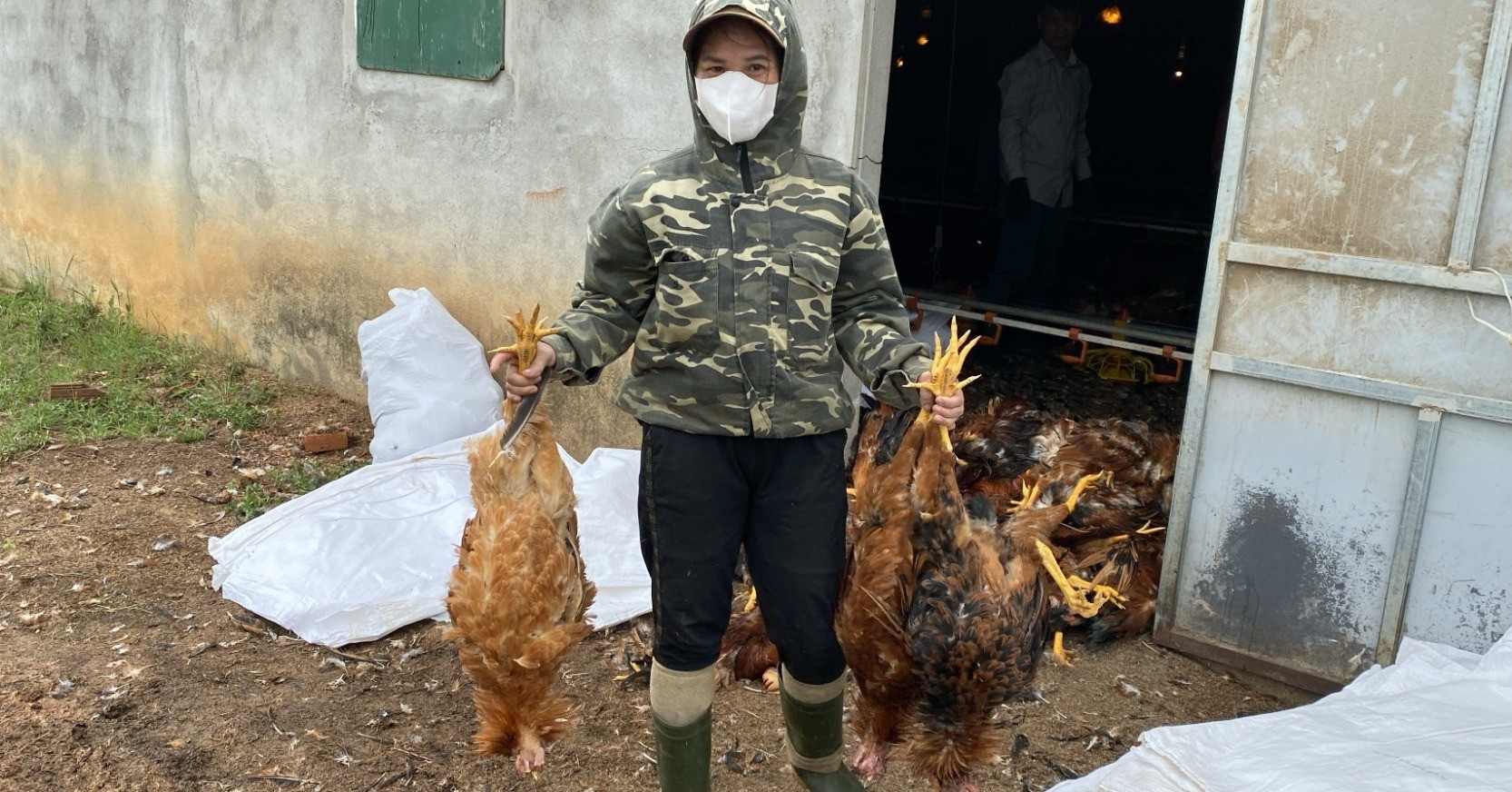 10.000 con gà chết ngạt, chủ trại mất trắng tiền tỷ