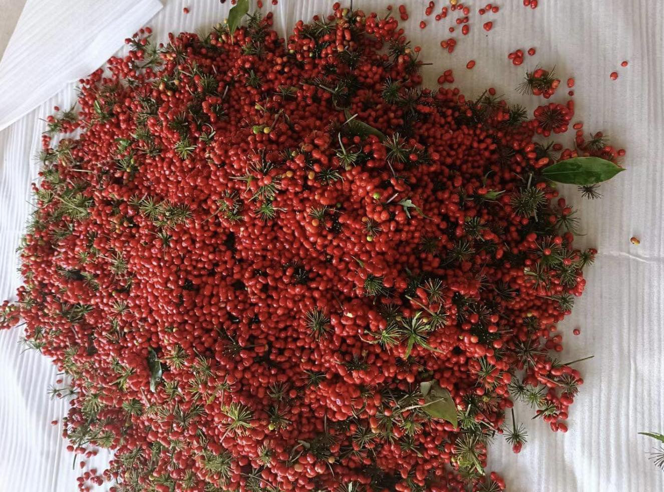 Mạo danh sâm Ngọc Linh, sâm Trung Quốc có tồn dư thuốc trừ sâu vượt ngưỡng