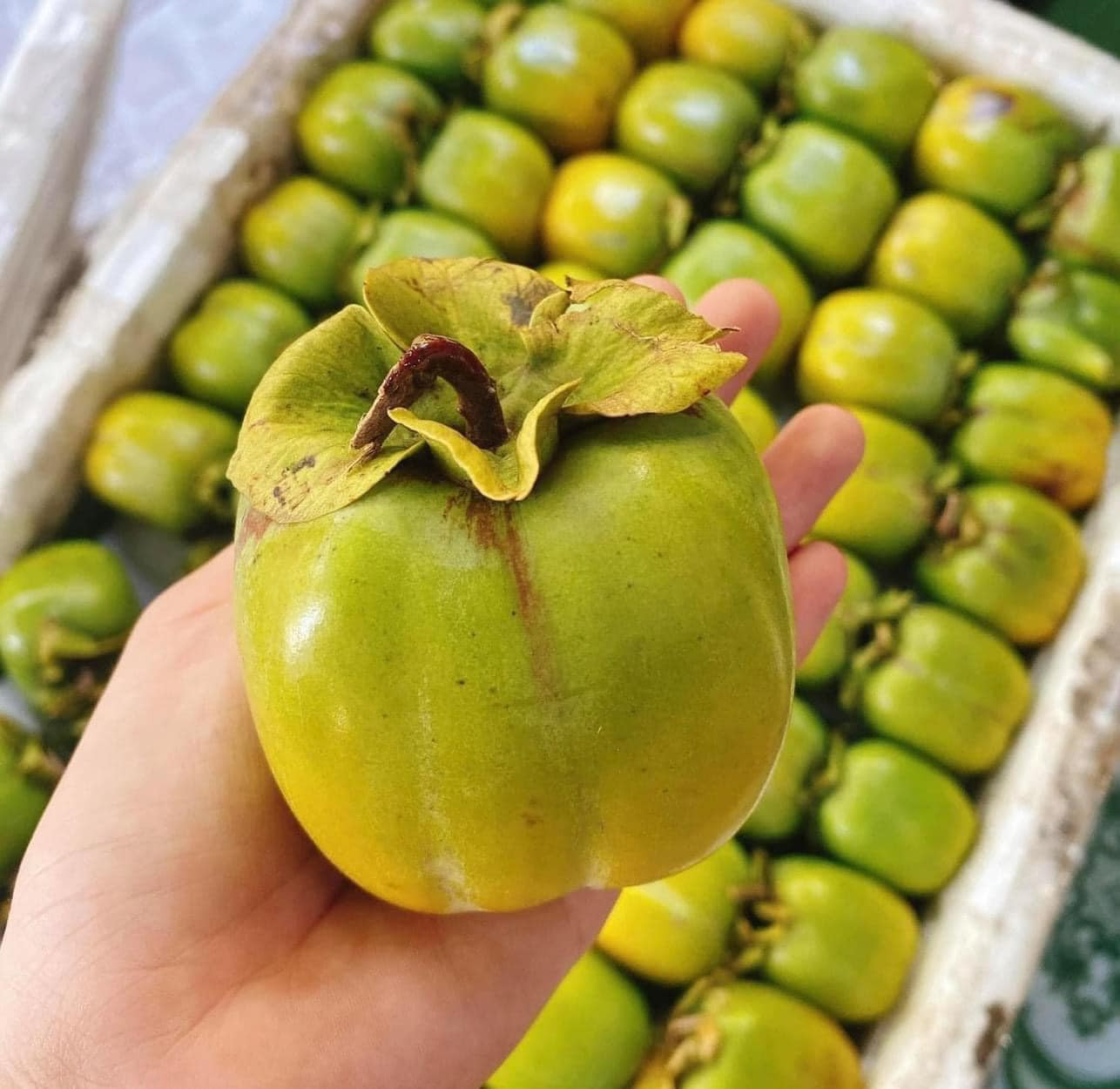 Đặc sản hồng da tre, dẻo giòn như thạch, cả năm chỉ có một mùa ở Thái ...