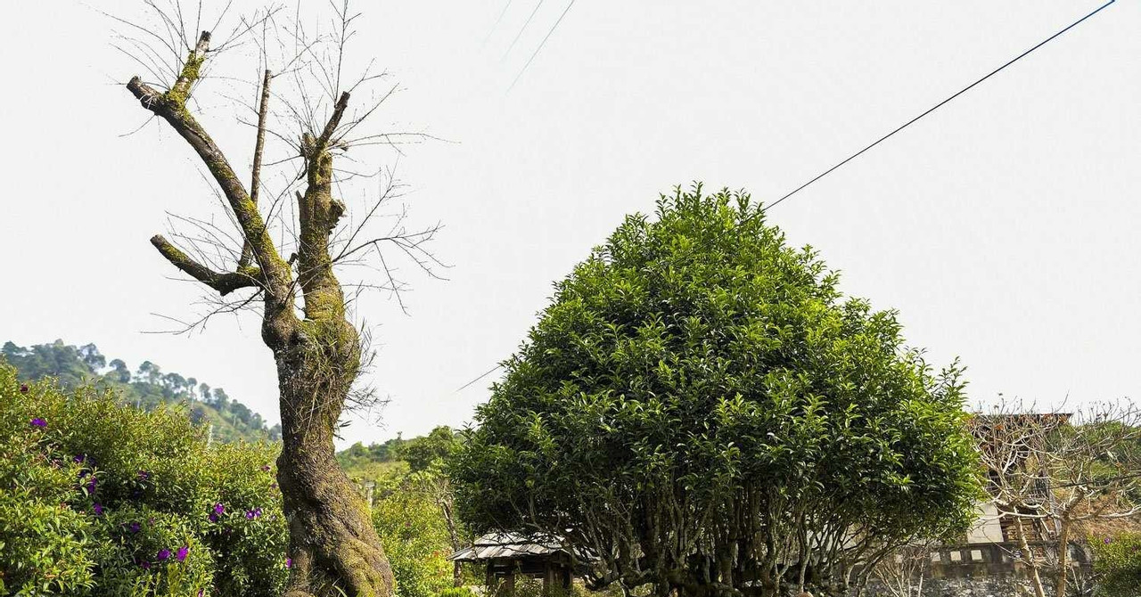 500-year-old Shan Tuyet tea tree in Yen Bai is priceless, not for sale