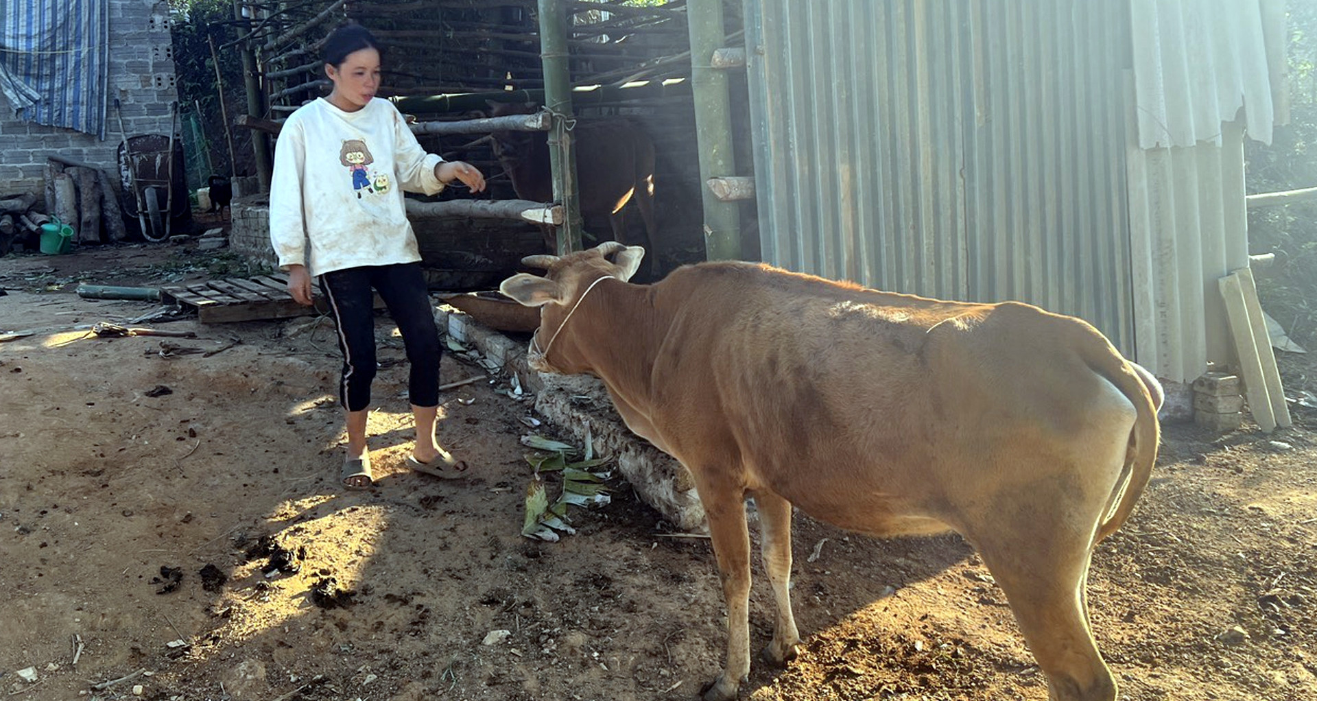 Điện Biên thu hồi hàng trăm con bò cấp cho hộ nghèo, rà soát hồ sơ ...