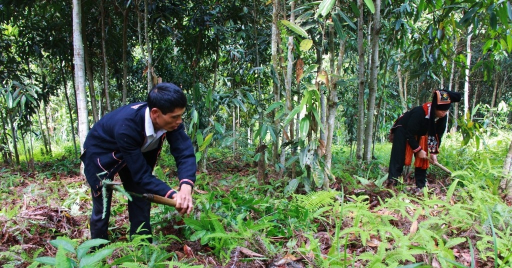 Support ethnic minorities to promote economic development under forest ...