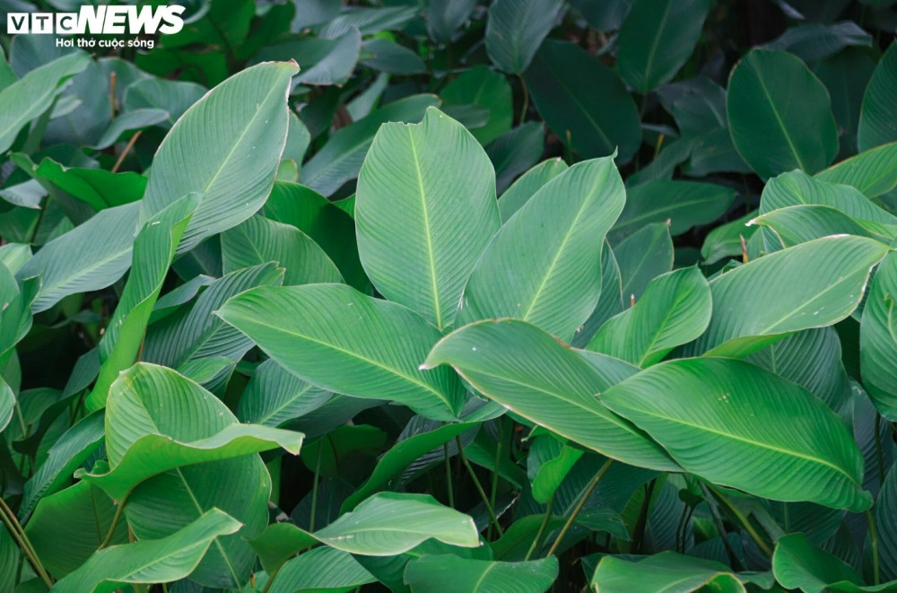 Harvesting Dong leaves for tasty Tet holiday treats