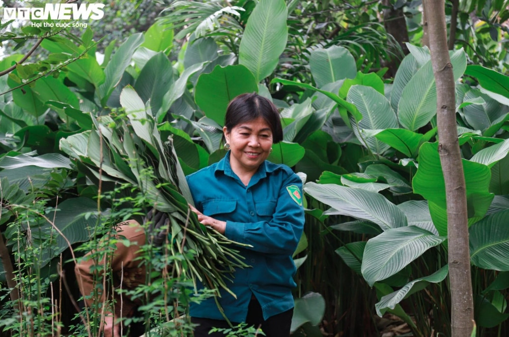 Harvesting Dong leaves for tasty Tet holiday treats