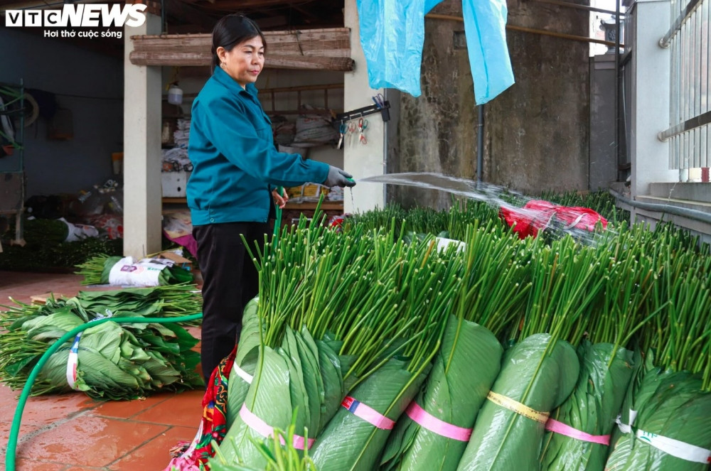 Harvesting Dong leaves for tasty Tet holiday treats