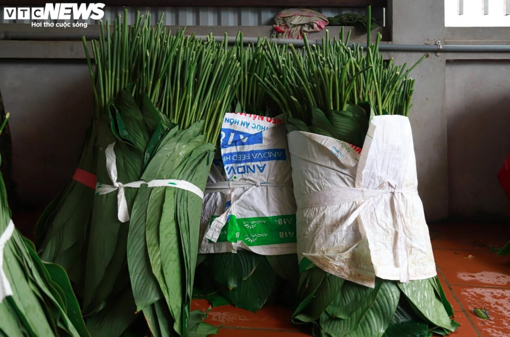 Harvesting Dong leaves for tasty Tet holiday treats