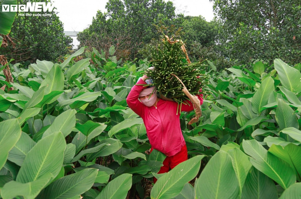 Harvesting Dong leaves for tasty Tet holiday treats