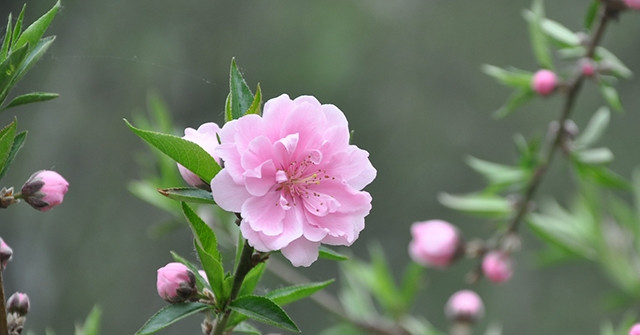 TIẾNG CƯỜI MÙA XUÂN