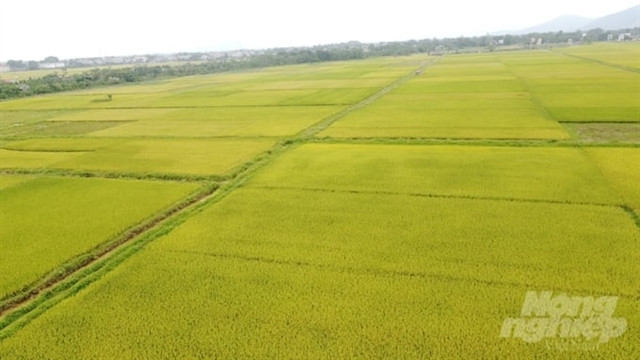 Large-scale production transforms local agriculture