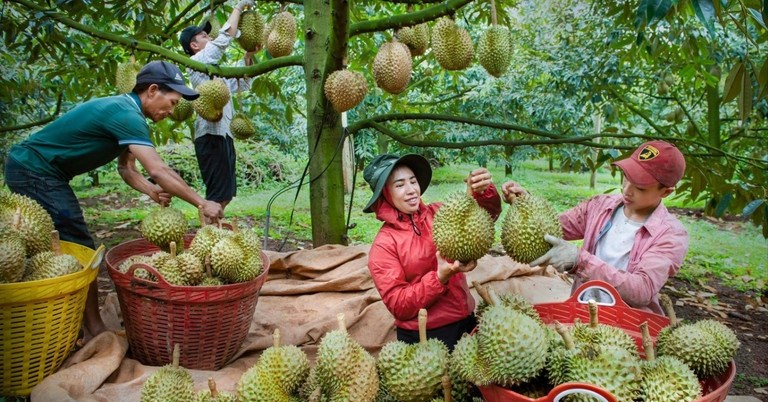 Vietnam boosts durian exports to China, competes with Thailand, Malaysia