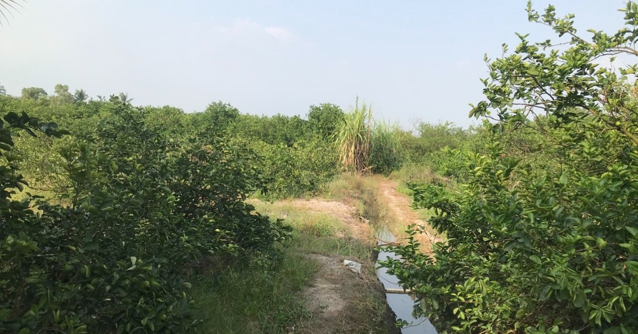 Dùng chó nghiệp vụ, flycam truy tìm nghi phạm giết người ở TP.HCM