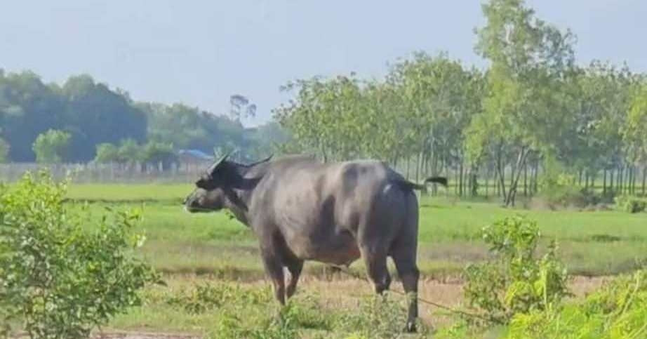 Nổ súng bắn hạ trâu 'điên' húc 3 người thương vong ở Quảng Bình