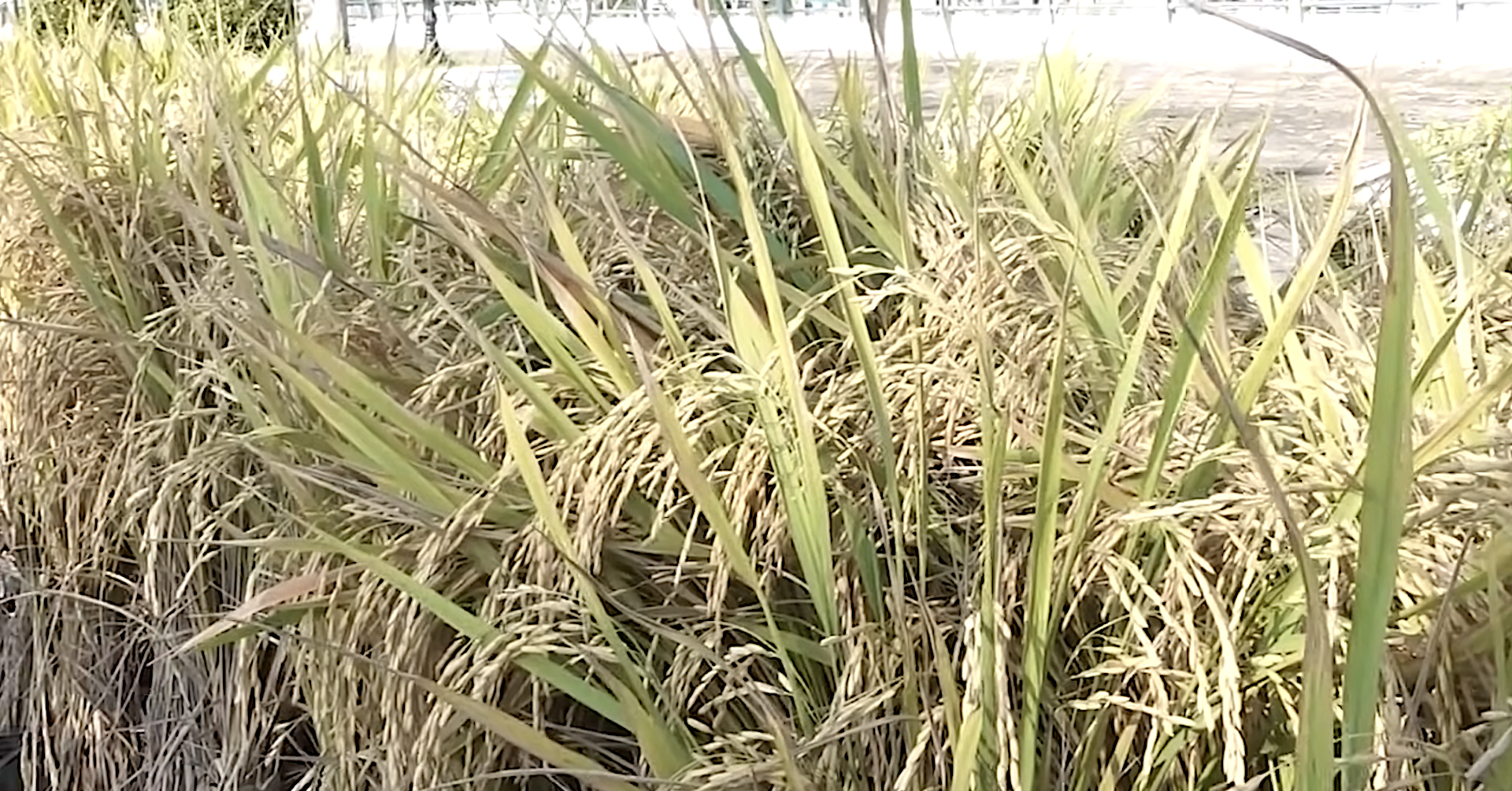 Từ 'con đường lúa gạo Việt Nam' đến cam kết phấn đấu đạt phát thải ròng ...