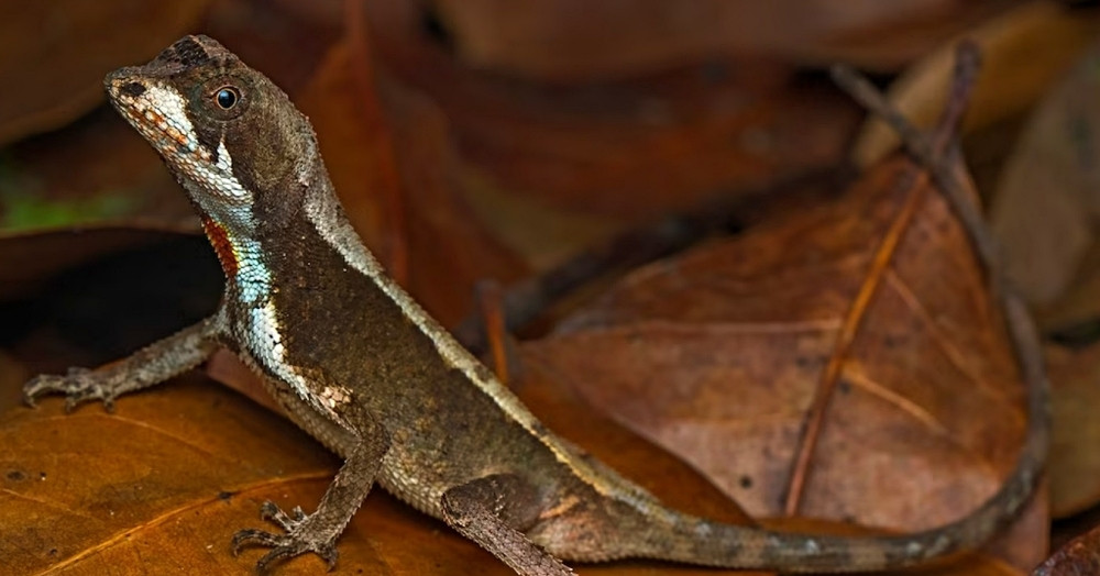 Tất tần tật về các loại 'rồng thật' trên Trái đất