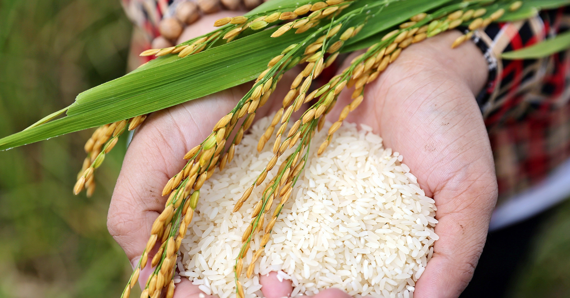 Vietnam’s ‘rice road’ to pursue green path