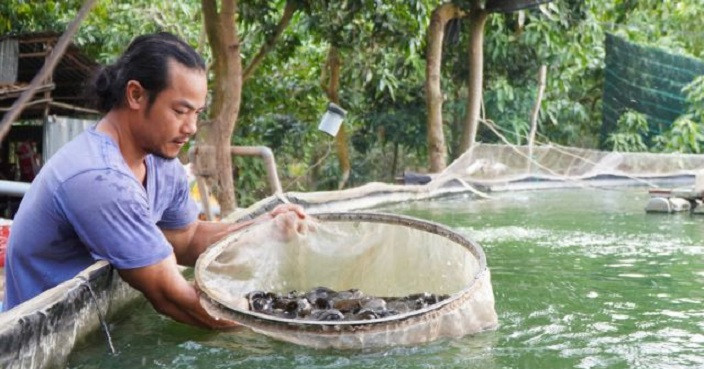 Farmer earns billions of VND from raising fish in tarpaulin-lined tanks