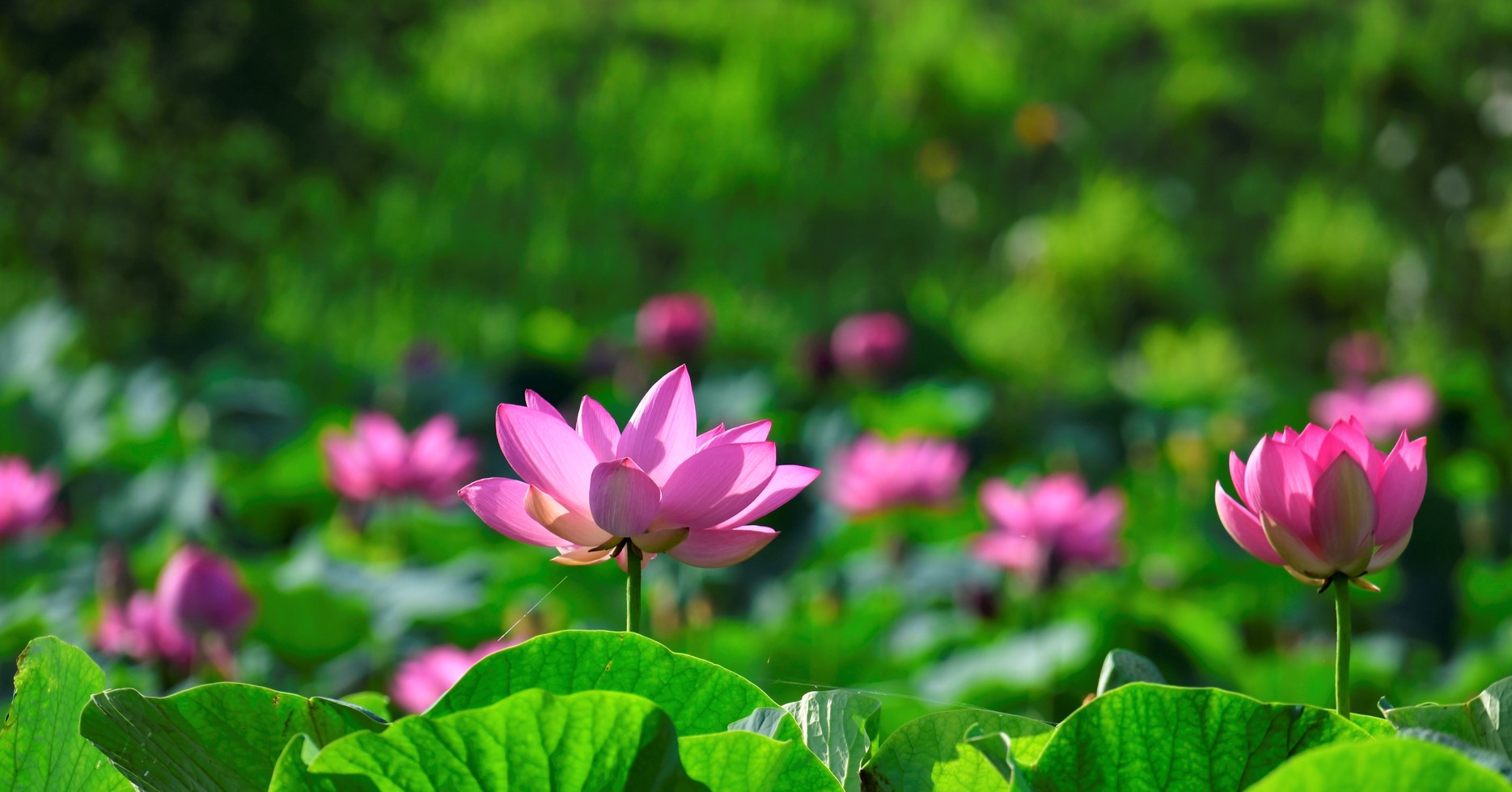 Tỉnh nào có vựa sen lớn nhất miền Bắc?