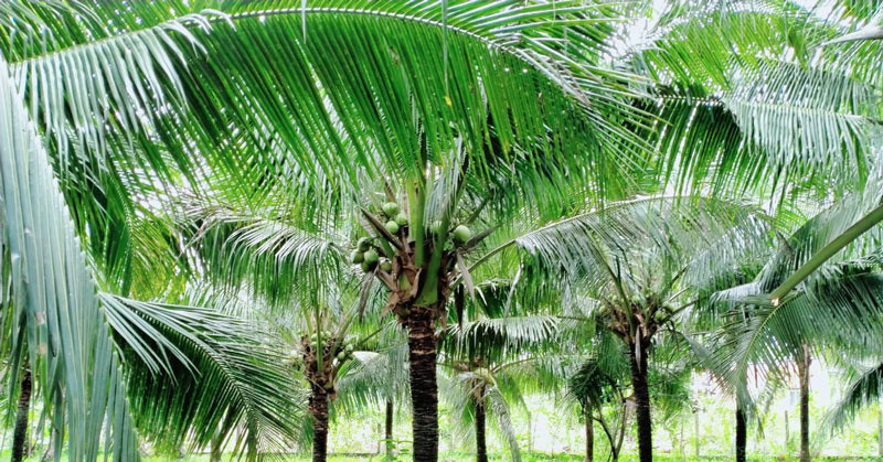 Ben Tre’s coconut trees ideal for earning carbon credits