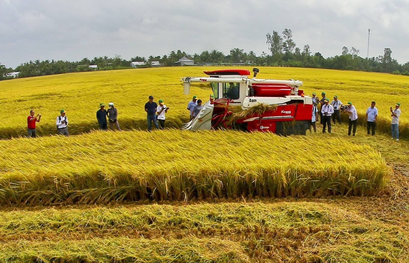 Brand building for Vietnamese agricultural products needed to boost exports