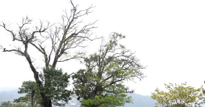 A tree-mendous time in the land of heritage trees