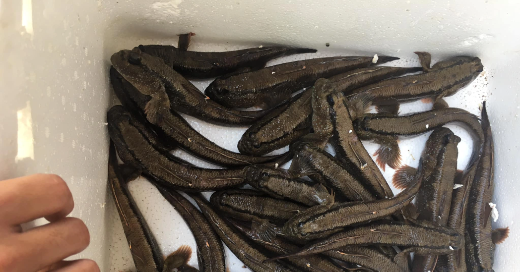 Expat travels 440km to buy mudskipper fish