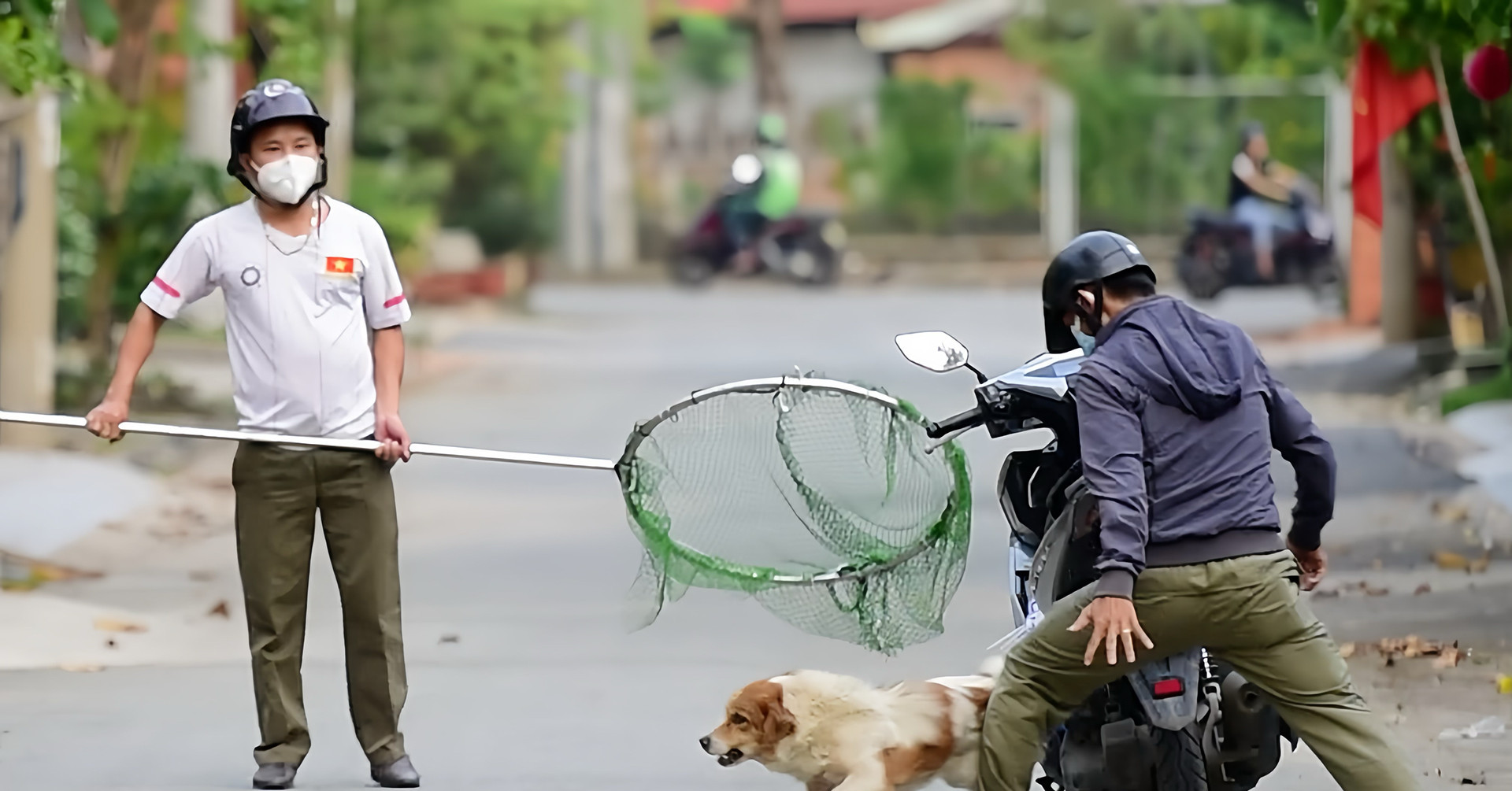 HCM City considers putting microchips on dogs and cats to control pets