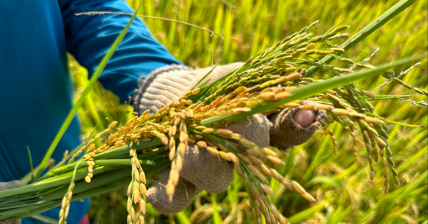 Vietnam to cultivate 'low-emission' rice this year
