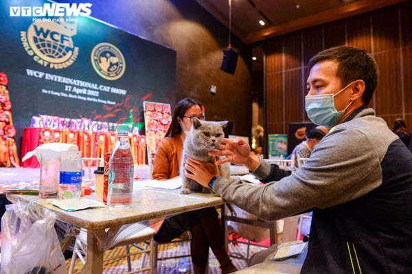 Hanoi hosts largest national cat show