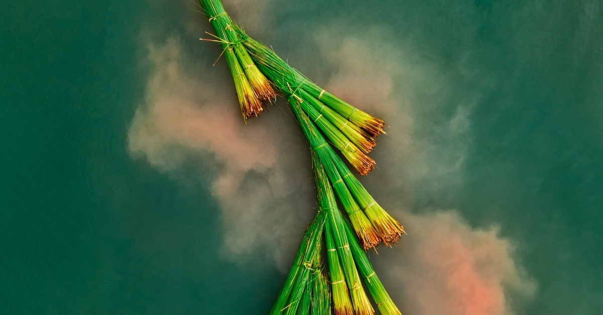 Photo on Mekong Delta grass harvest wins first international prize