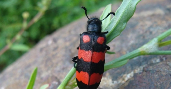 Top 4 dược liệu ‘lấy độc trị độc’ được Bộ Y tế nêu tên