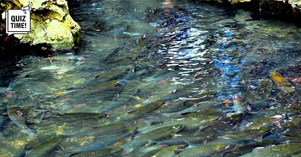 Bí ẩn suối cá thần nghìn con không ai dám bắt ở Thanh Hóa