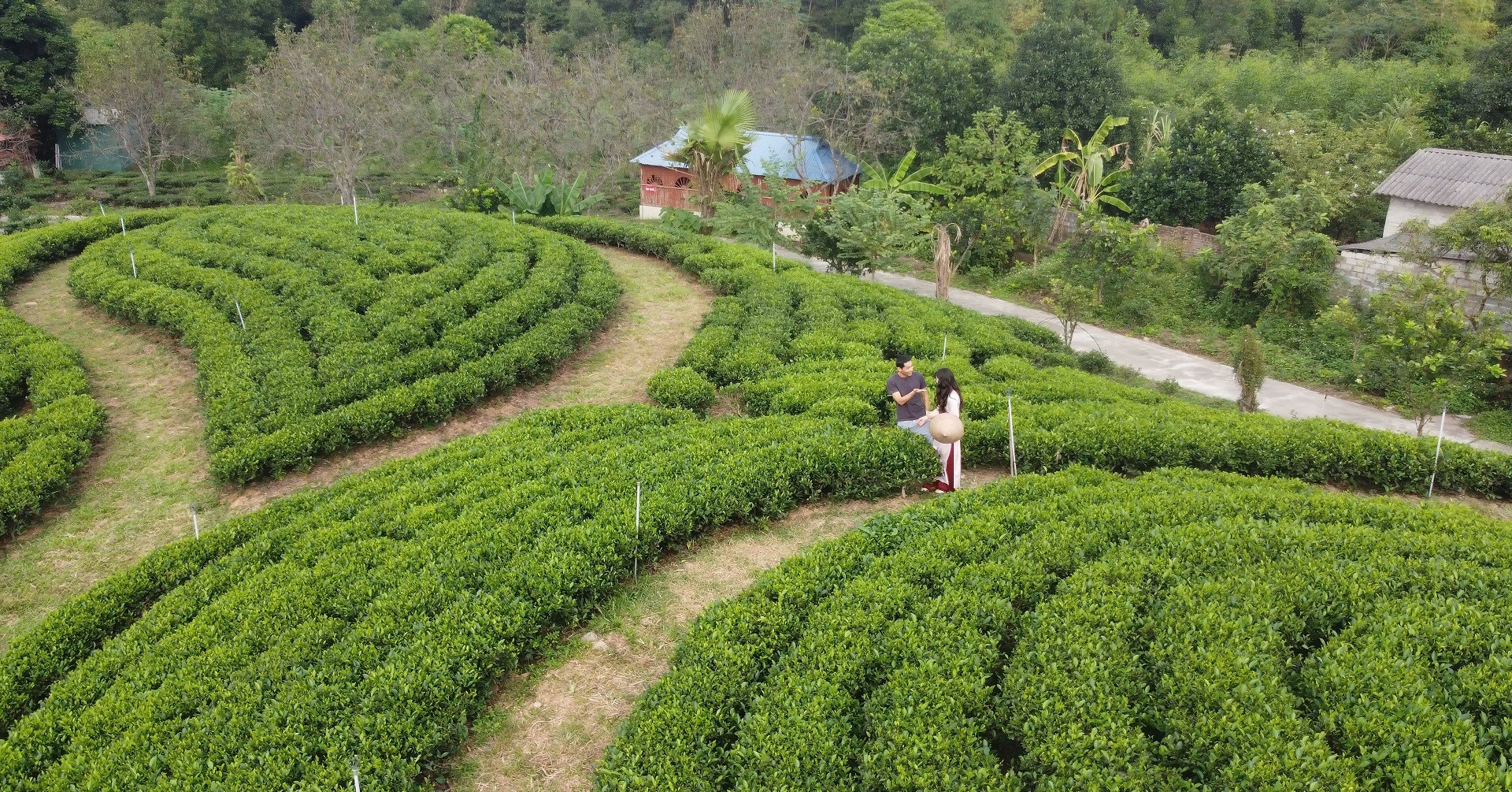 Thái Nguyên phát triển các sản phẩm gắn với vùng chè, thu hút khách du lịch