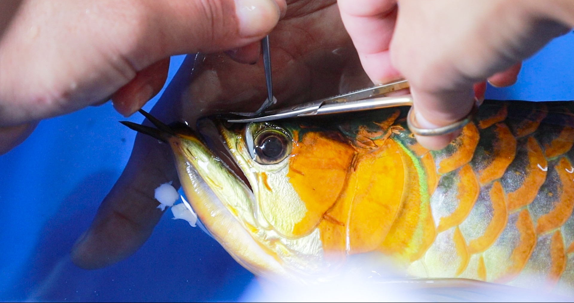 Kiếm tiền triệu mỗi ngày nhờ 'làm đẹp' cho cá rồng