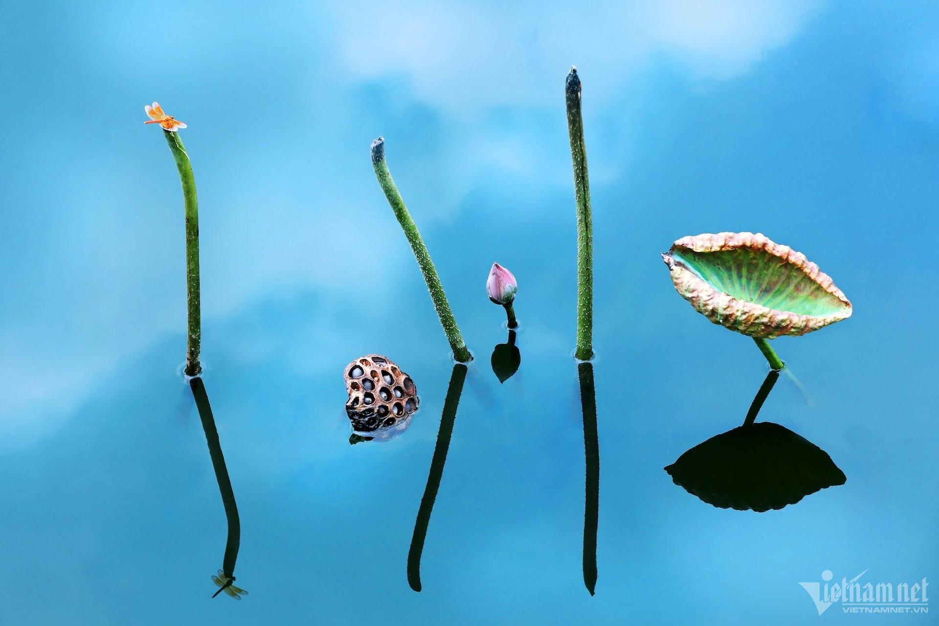 Những bức ảnh tuyệt phẩm về hoa sen