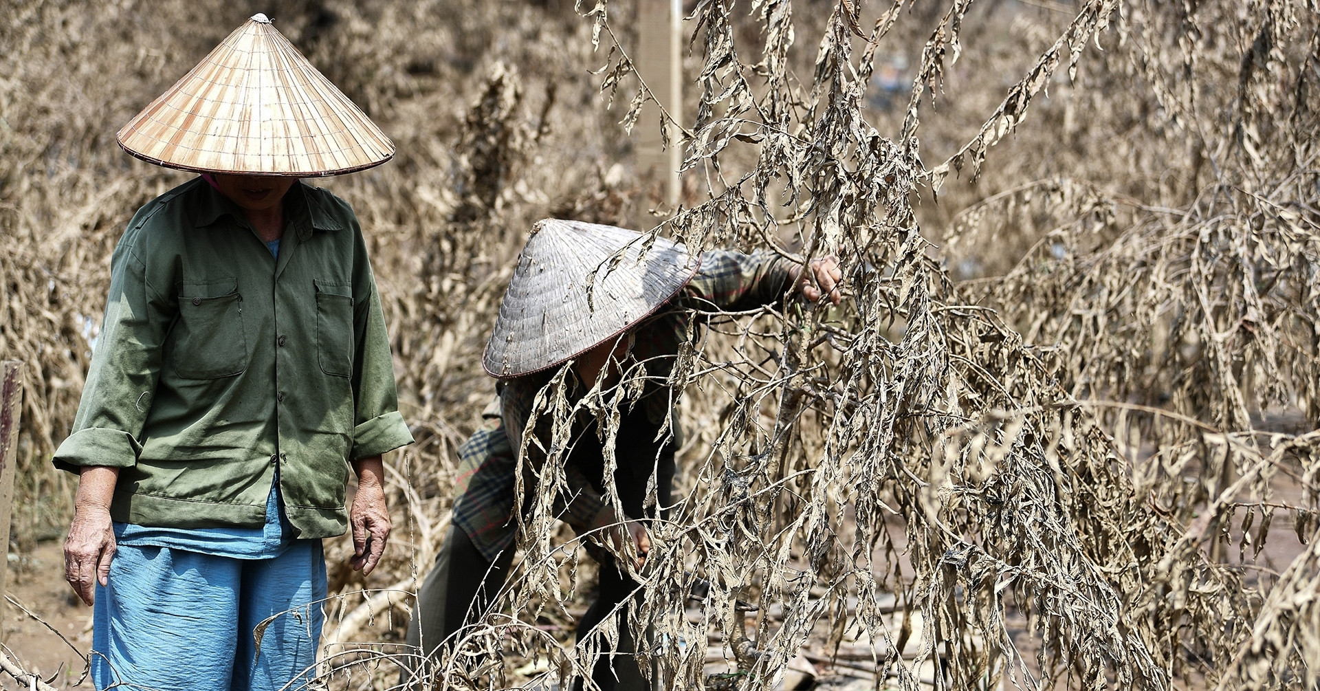 Làng đào lớn nhất Hà Nội lụi tàn sau bão
