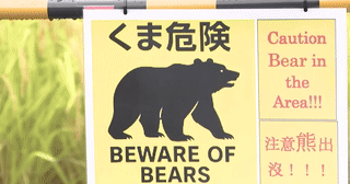 Gấu liên tục tấn công người ở khu dân cư, Nhật Bản ra cảnh báo với du khách