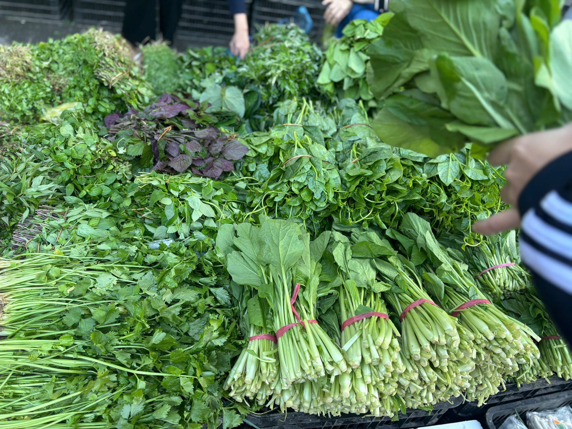 Rau tăng giá, người Hà Nội tự làm giá đỗ, rau mầm, thiết kế bữa ăn 3 ...