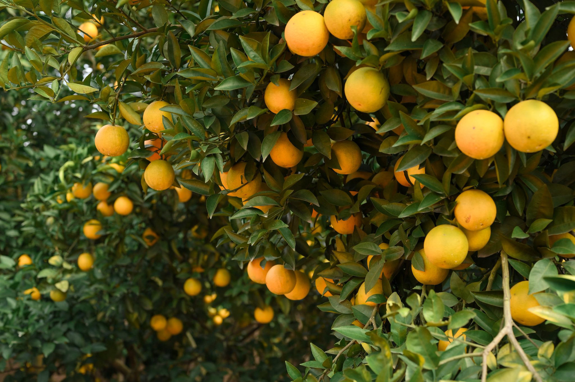 Located more than 100km from Hanoi, this orchard of ripe, heavily laden ...