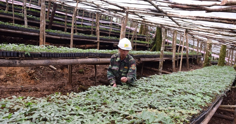 Huyện ở Kon Tum cấp miễn phí hơn 3.300 cây giống sâm Ngọc Linh