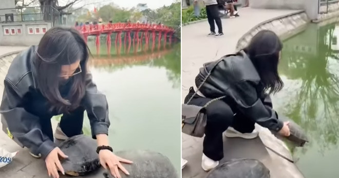 Nhà rùa học Hà Đình Đức lên tiếng việc cô gái phóng sinh 2 con rùa ở Hồ ...