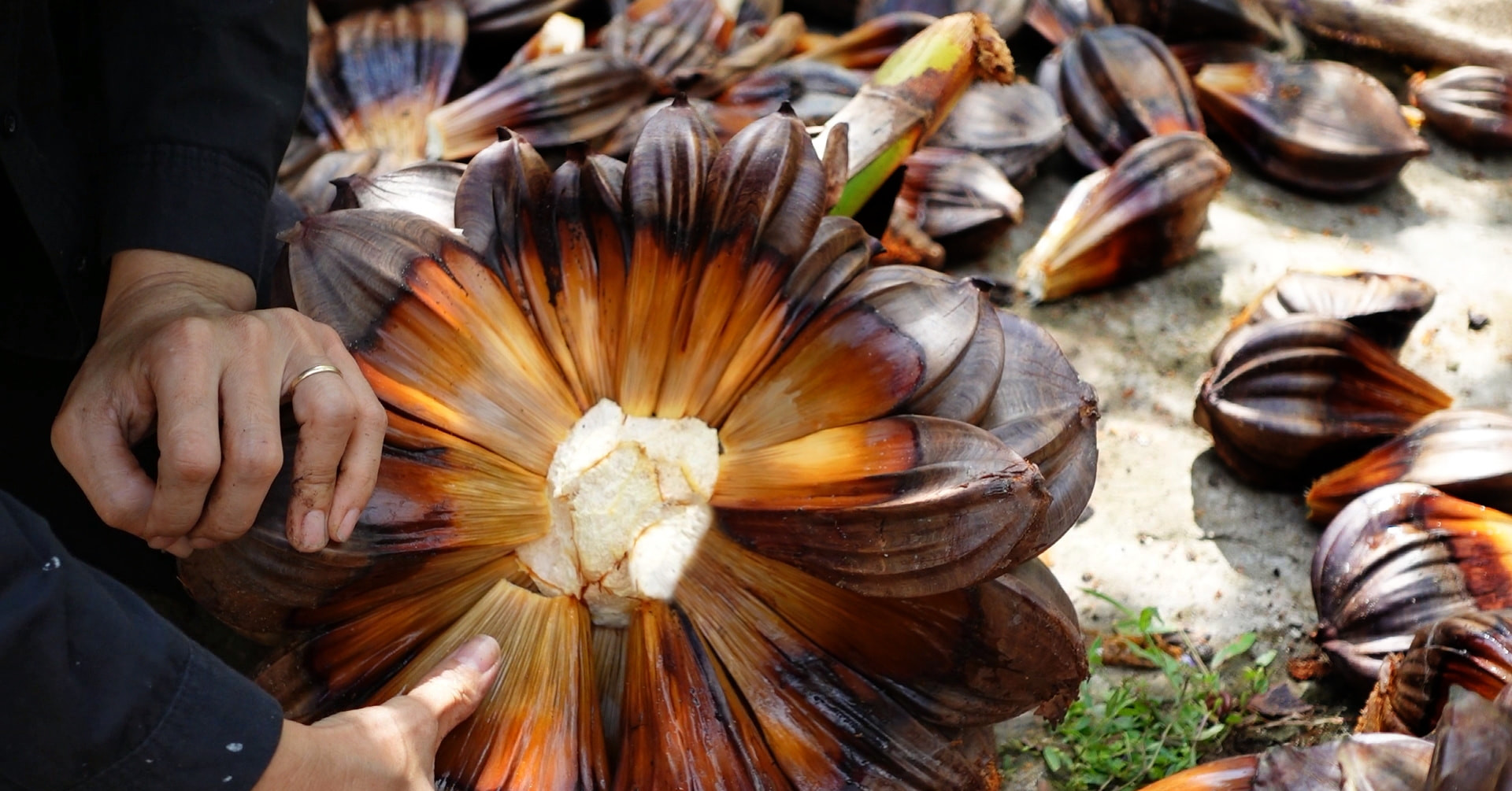 Món ngon miền Tây từ cây mọc hoang ven kênh rạch, trái chi chít, mọc ép ...