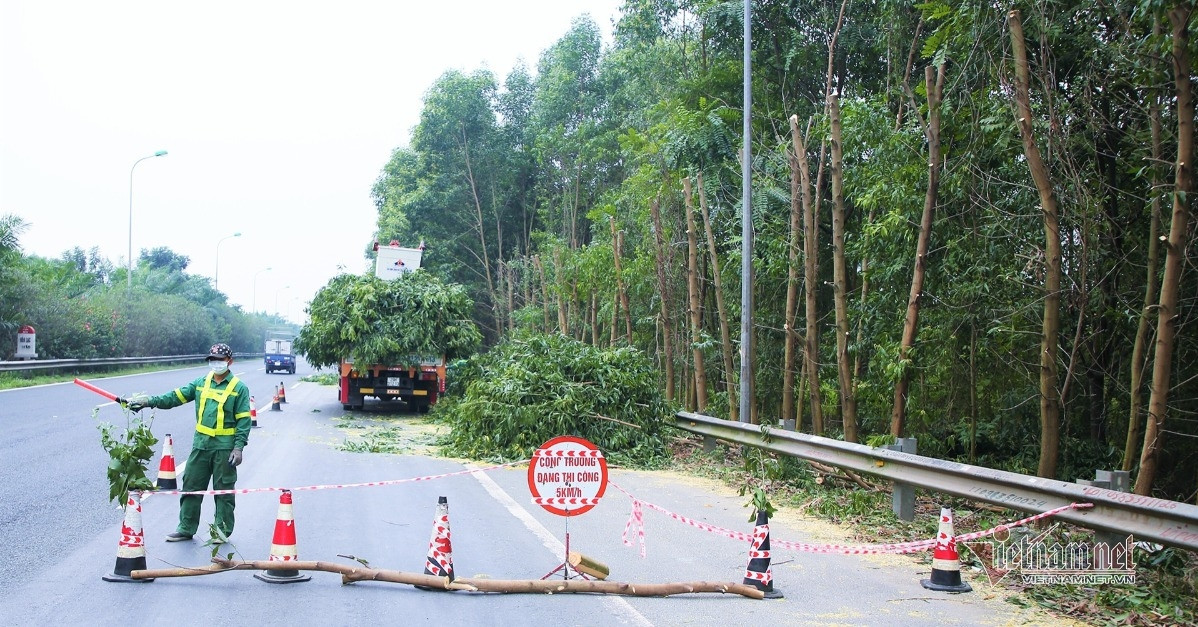 Cục trưởng CSGT cảnh báo mất an toàn khi trồng cây ở dải phân cách cao tốc