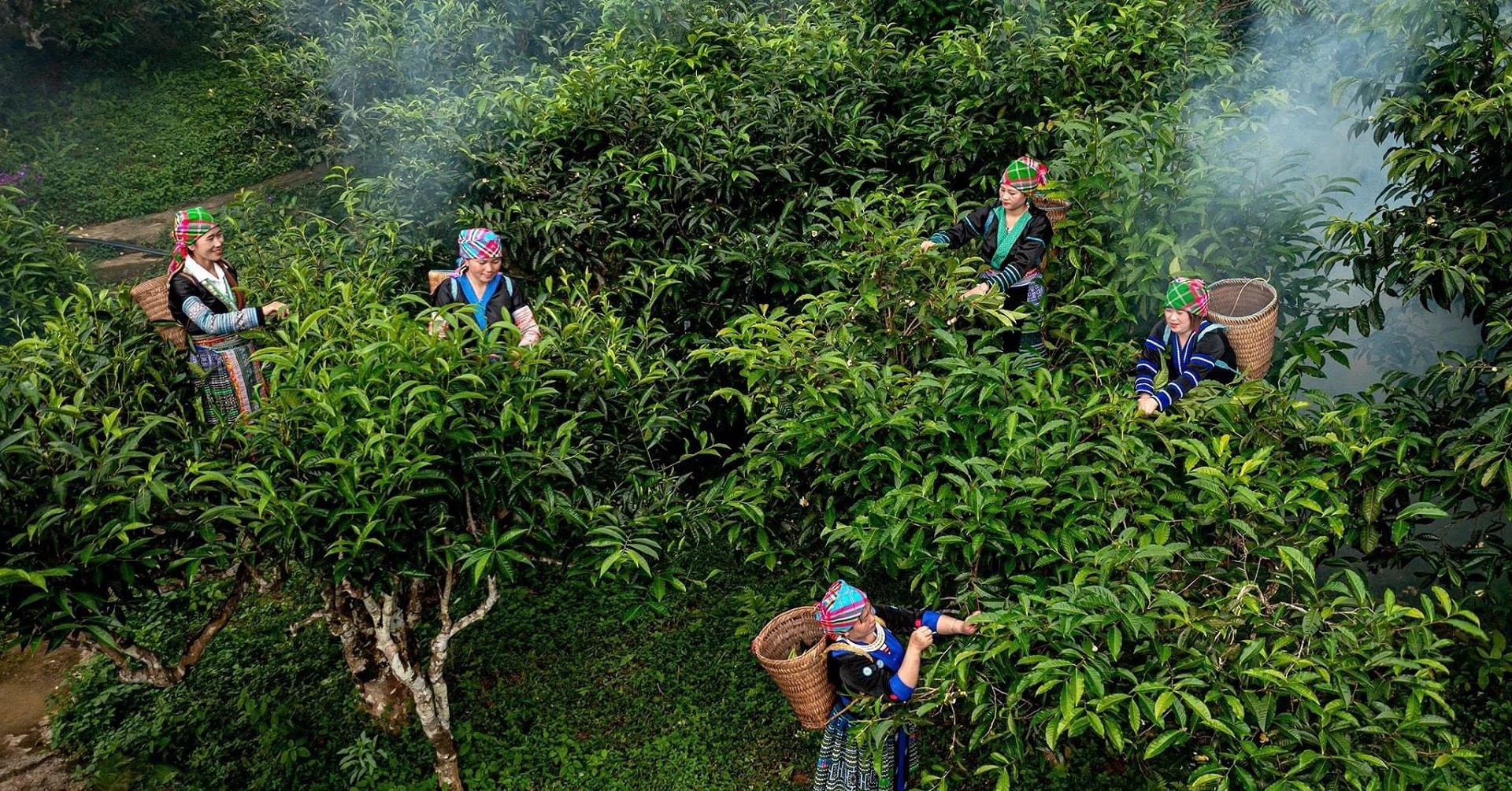Từ tâm huyết của nghệ nhân trà tới dự án giúp phụ nữ vùng cao thoát nghèo